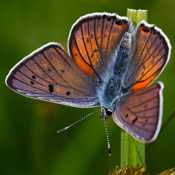 Lycaena alciphron