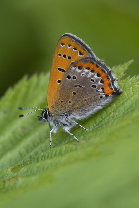 Lycaena helle